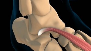 「Extensor Hallucis Brevis Muscle Anatomy Medical」の動画素材（ロイヤリティフリー）3818090333 | Shutterstock