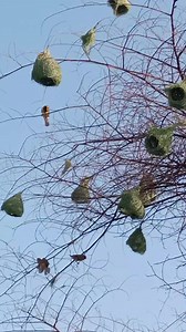 Weaver Bird's Nesting Jim Corbett Dhela Zone #shorts #bird Gitanjali Mehra Agrawal | Jim Corbett Wildlife & Nature View