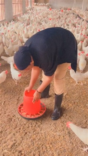 8.8K views · 86 reactions | Did you know that poultry farmers not...
