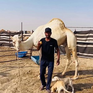 25K views · 495 reactions | আলু খেলে উটের পিনিক হয়.! #UterPinnic #CamelHealth #AluProblem #CamelCare #DesertCamel #CamelFarm #CamelDigest #KuwaitFarm #CamelFact #ArifCamelFarm | কালো আরিফ | Facebook